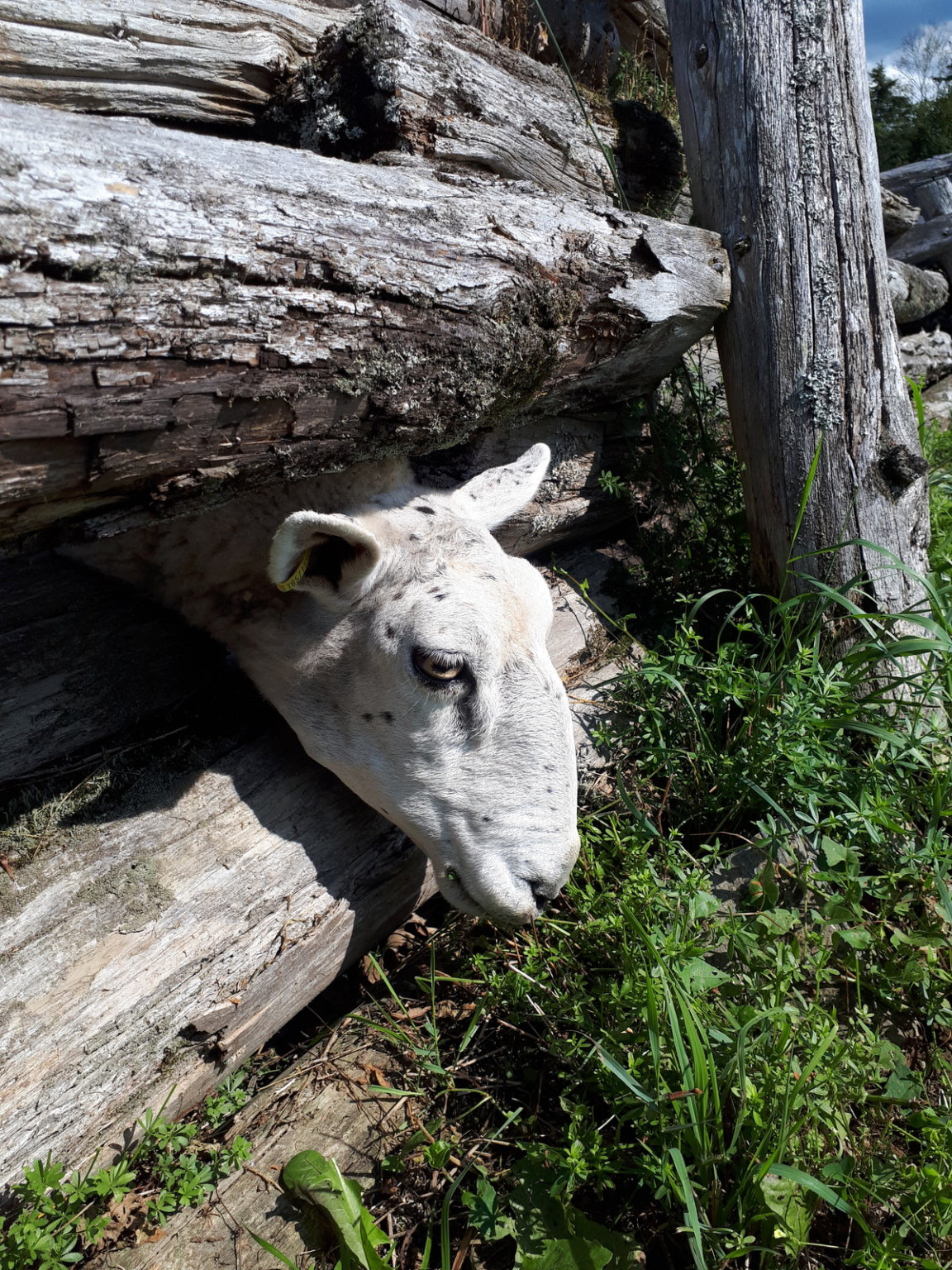 sheep | Kings Landing | New Brunswick